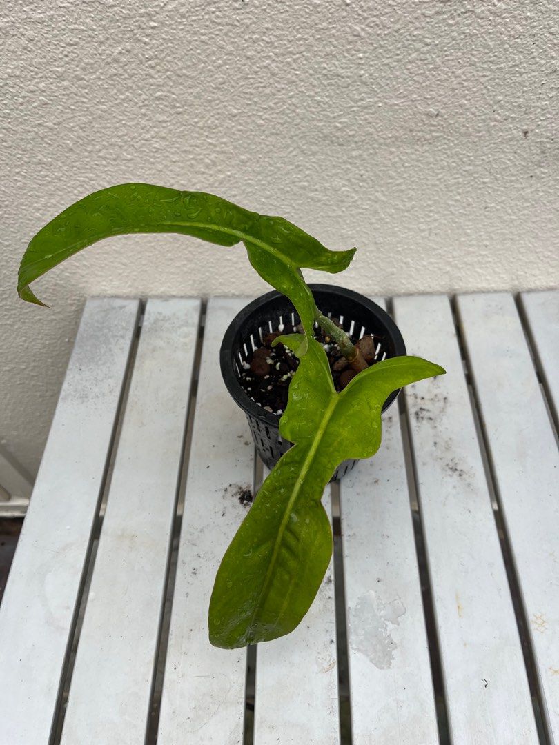 Philodendron Jerry Horne, Furniture & Home Living, Gardening, Plants ...