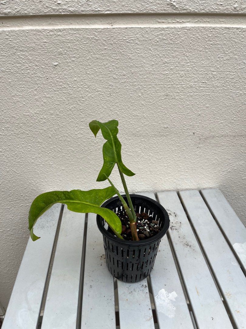 Philodendron Jerry Horne, Furniture & Home Living, Gardening, Plants ...