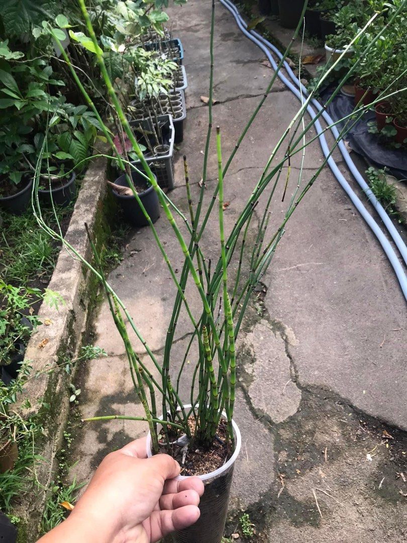pokok horsetail, Furniture & Home Living, Gardening, Plants & Seeds on ...