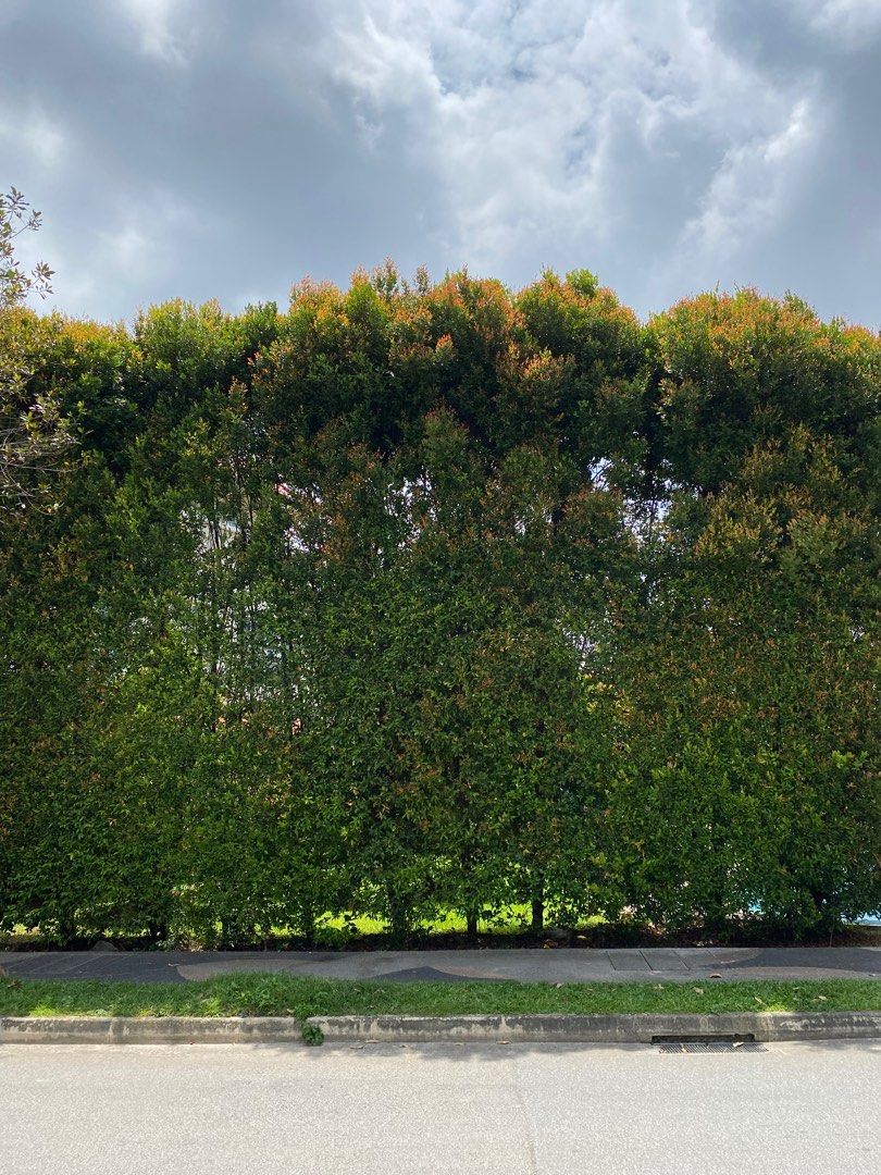 Hedge Plants for Privacy , Furniture & Home Living, Gardening, Plants ...