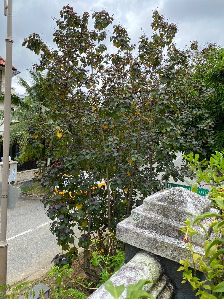 Hedge Plants for Privacy , Furniture & Home Living, Gardening, Plants ...