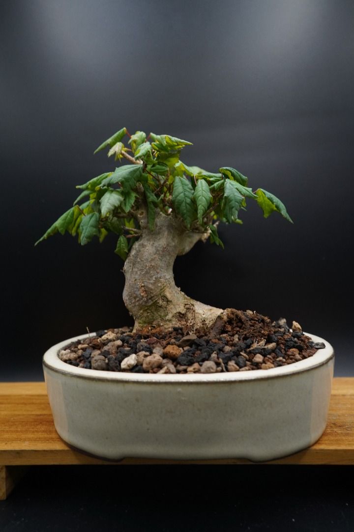 Trident Kaede Maple Bonsai, Furniture & Home Living, Gardening, Plants ...