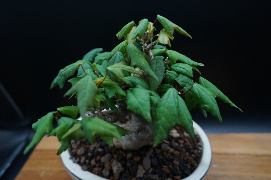 Trident Kaede Maple Bonsai, Furniture & Home Living, Gardening, Plants ...