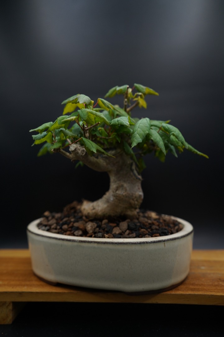 Trident Kaede Maple Bonsai, Furniture & Home Living, Gardening, Plants ...