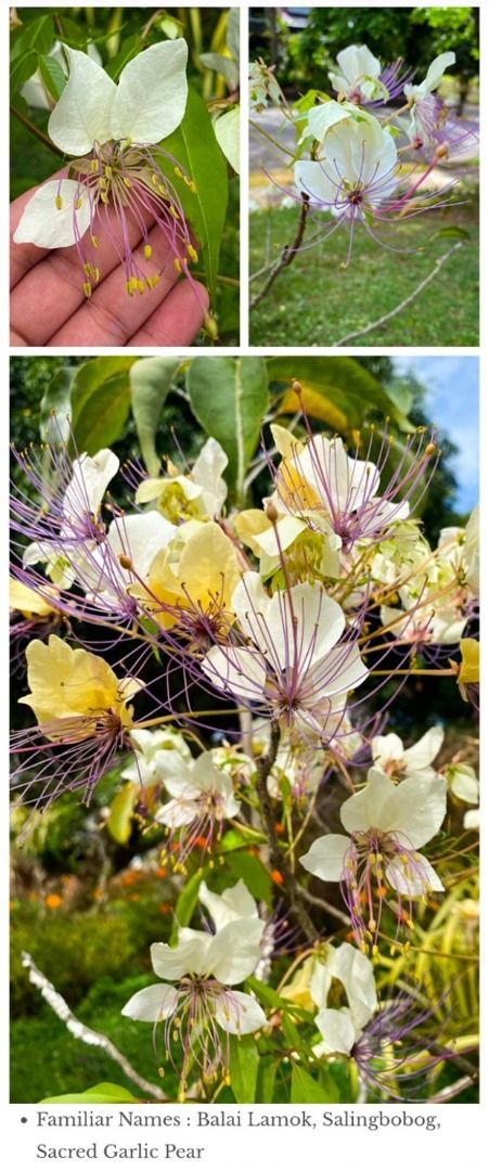 Balai Lamok Live Plant, Furniture & Home Living, Gardening, Plants ...