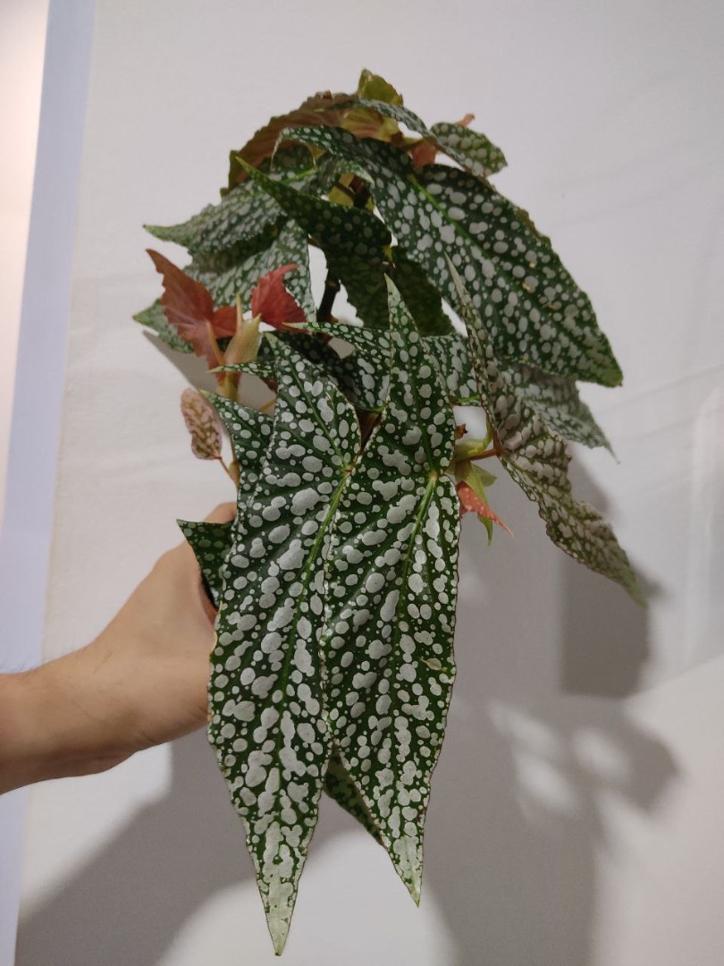 Begonia Snow Cap, Furniture & Home Living, Gardening, Plants & Seeds on ...