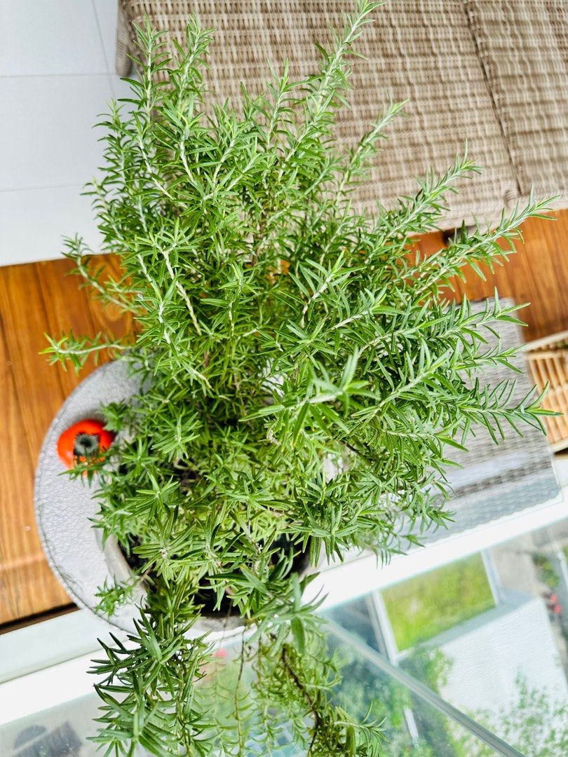 Big rosemary plant - 50cm branches, Furniture & Home Living, Gardening ...