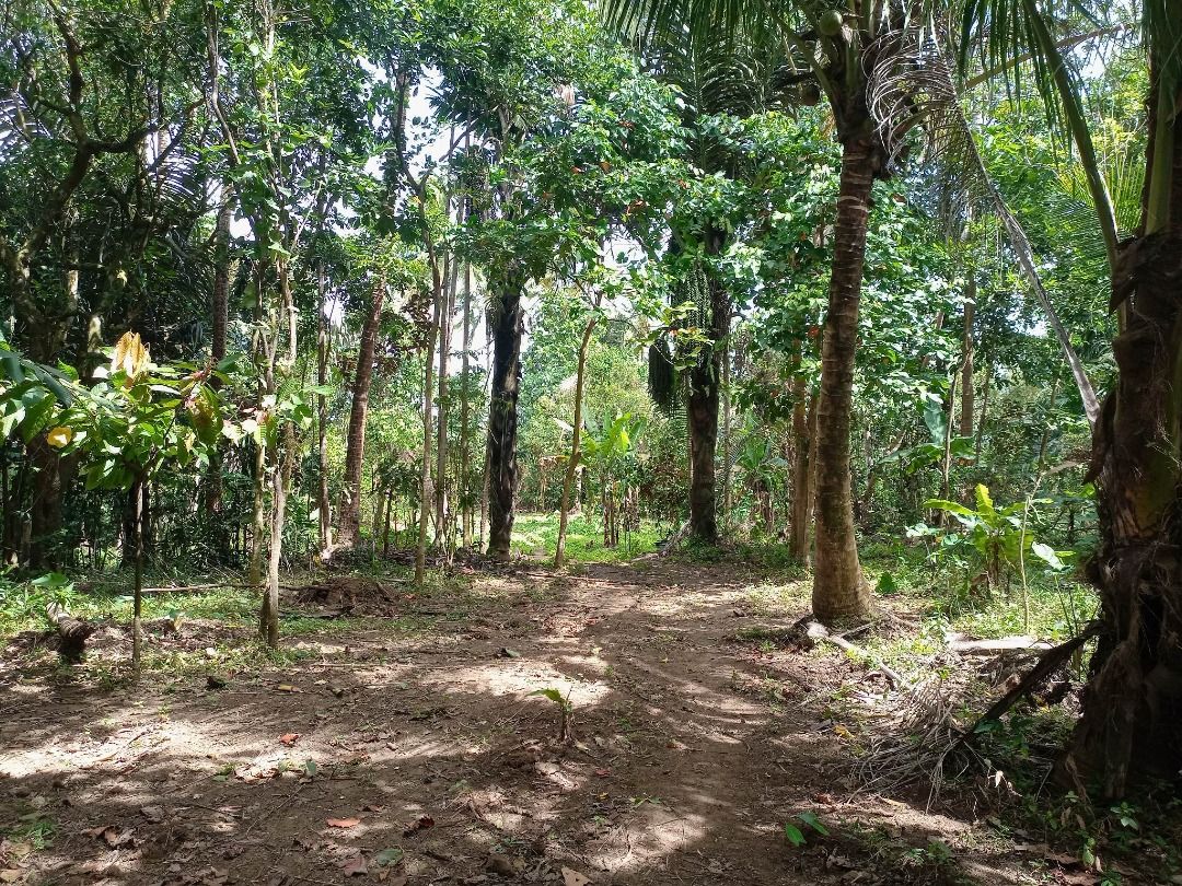 Farm lot for sale with fruits bearing near Tagaytay, Property, For Sale ...