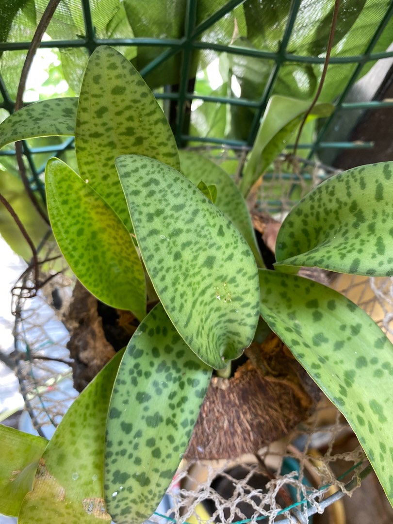 Forever Rich Plants Multi-bulbs in buko husks on Carousell