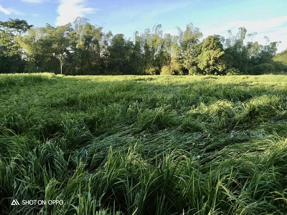 Inarawan lot on Carousell