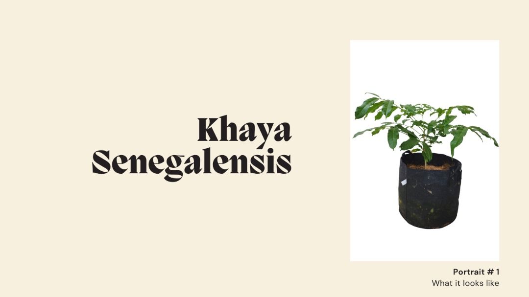 Khaya Senegalensis Tree, Furniture & Home Living, Gardening, Plants ...