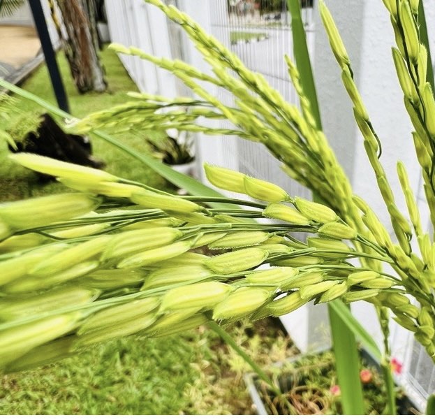 Paddy Rice (for germinating), Furniture & Home Living, Gardening, Pots ...