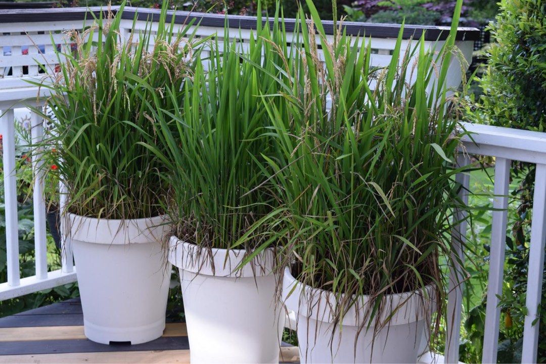 Paddy Rice (for germinating), Furniture & Home Living, Gardening, Pots ...