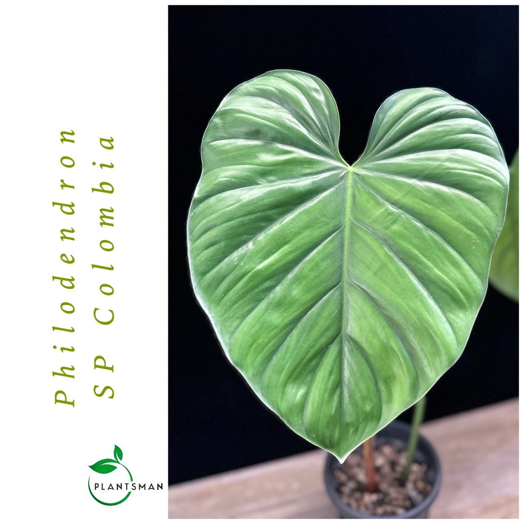 Philodendron SP Colombia, Furniture & Home Living, Gardening, Plants ...