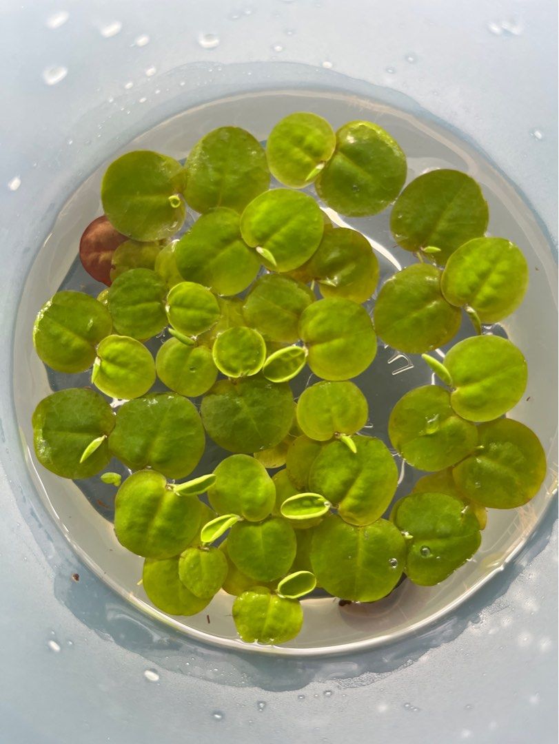 Red and green floater aquatic plants for $2 only, Furniture & Home ...