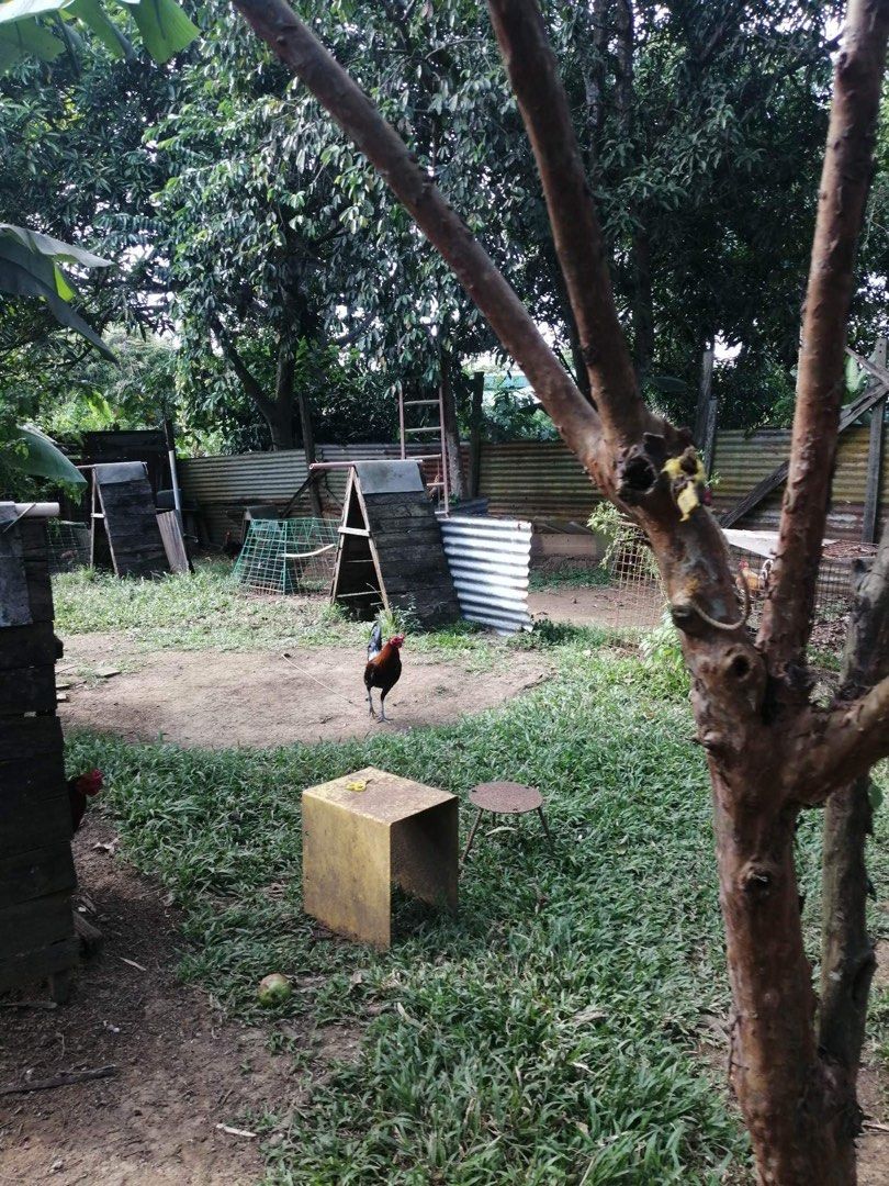 Residential Farm Lot in Dasma Cavite on Carousell