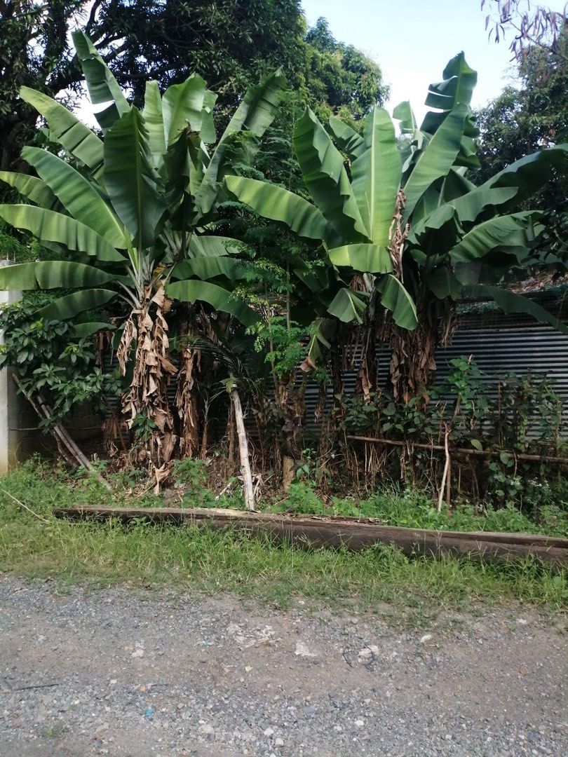 Residential Farm Lot in Dasma Cavite on Carousell