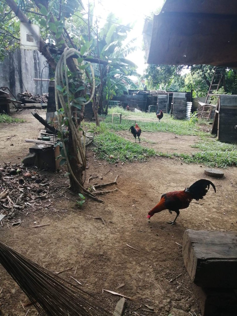 Residential Farm Lot in Dasma Cavite on Carousell