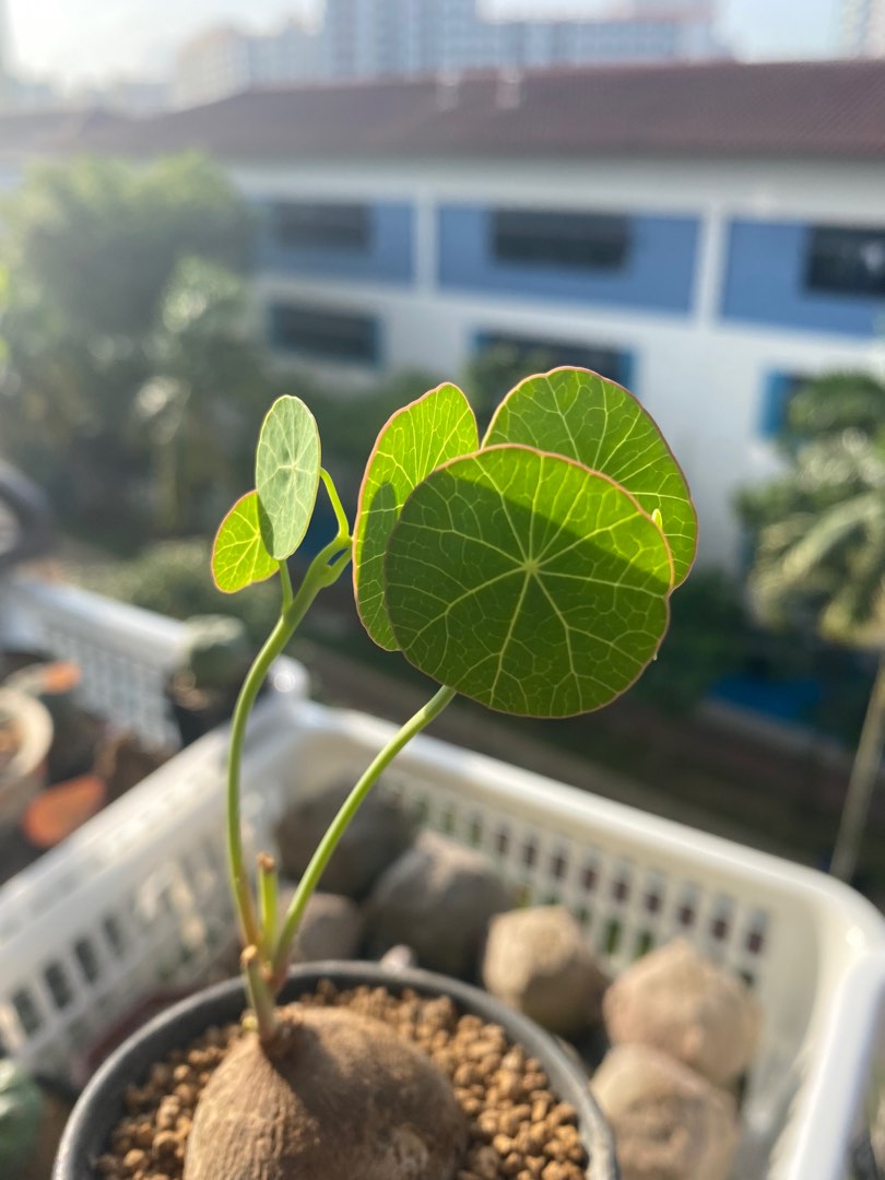 Stephania erecta, Furniture & Home Living, Gardening, Plants & Seeds on ...