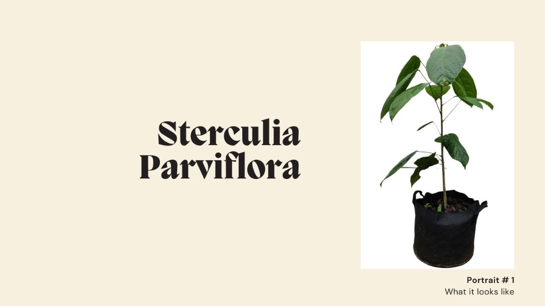 Sterculia parviflora Tree, Furniture & Home Living, Gardening, Plants ...