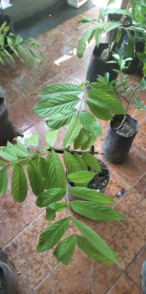 Susong Kalabaw Seedling, Furniture & Home Living, Gardening, Plants ...
