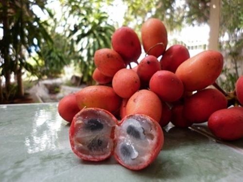 Susong Kalabaw Seedling, Furniture & Home Living, Gardening, Plants ...