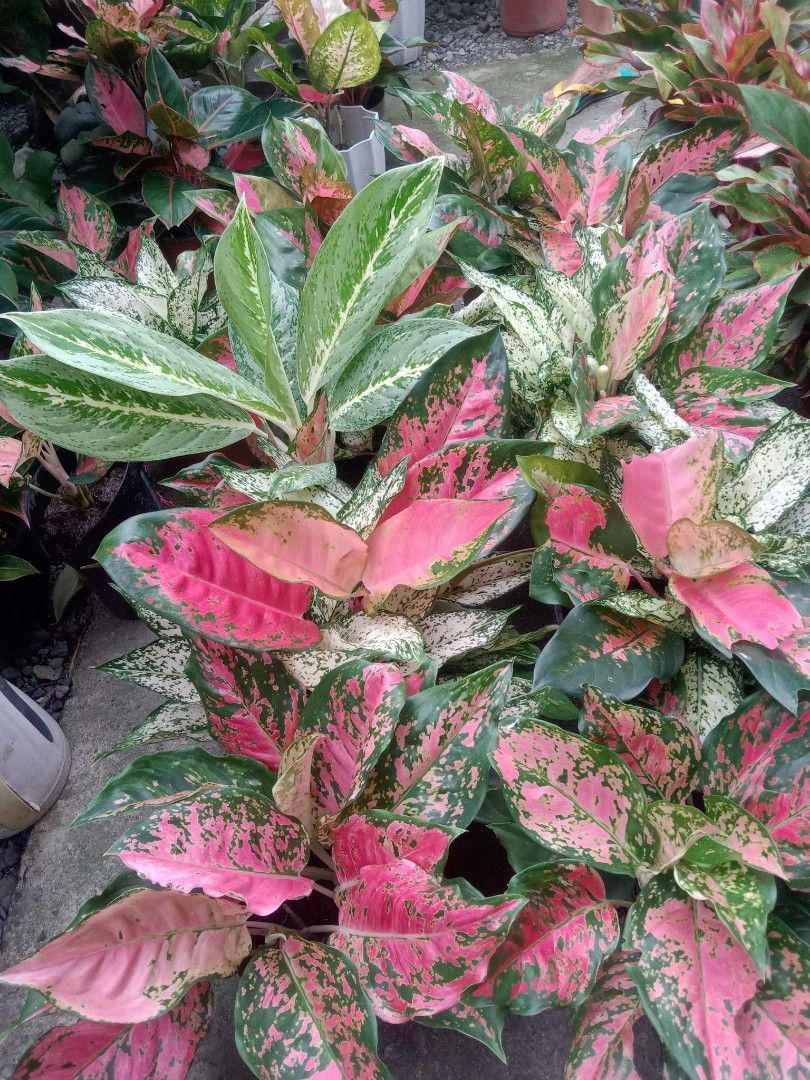 Aglaonema plants, Furniture & Home Living, Gardening, Plants & Seeds on ...