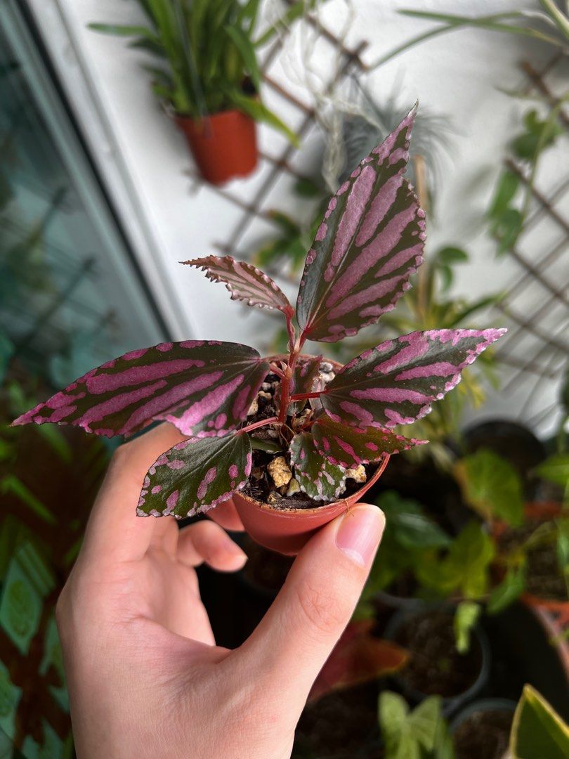 Begonia Julau, Furniture & Home Living, Gardening, Plants & Seeds on ...