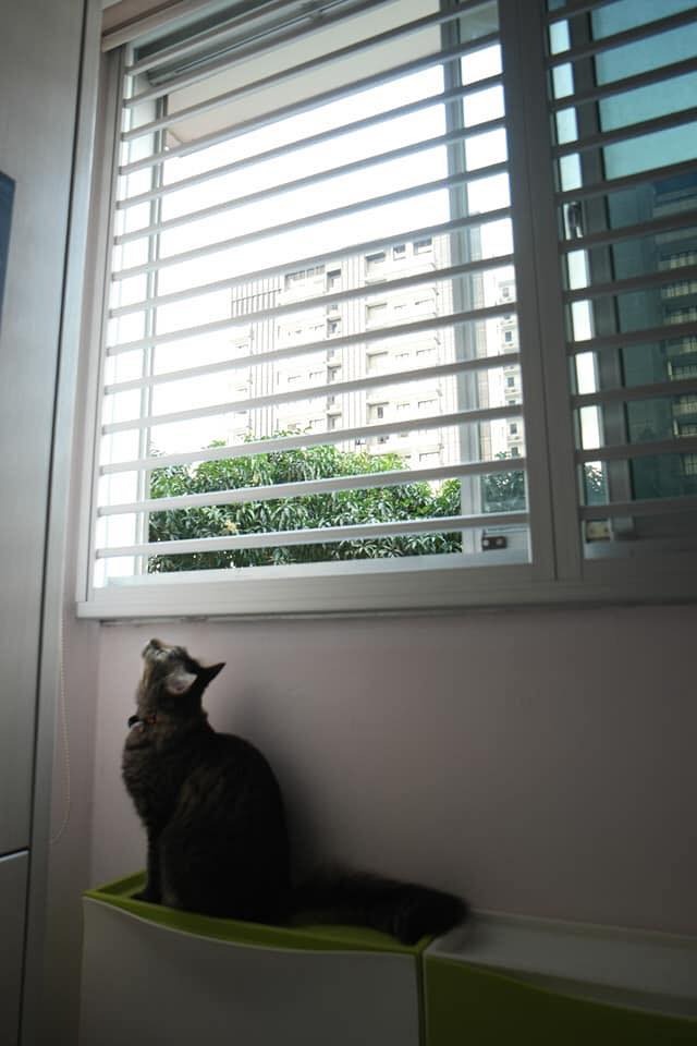 Cat Safe Grilles, Home Services, Renovations, Aluminium Work on Carousell