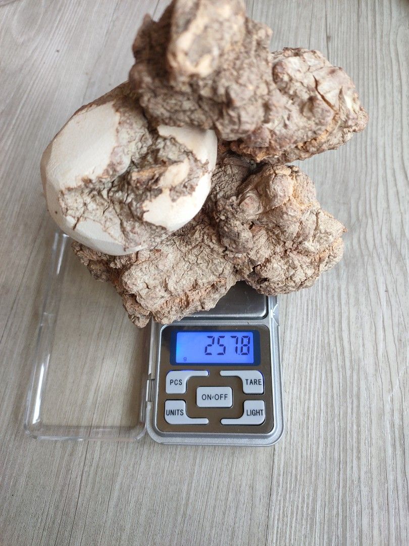 Cendawan susu harimau 250 grams. Tiger milk mushrooms, Health ...