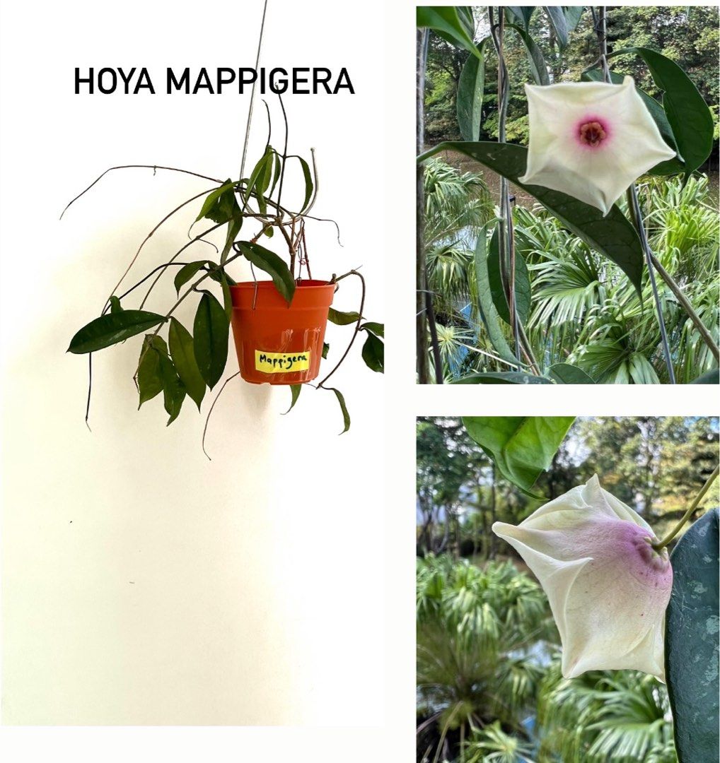 HOYA MAPPIGERA - $10, Furniture & Home Living, Gardening, Plants ...