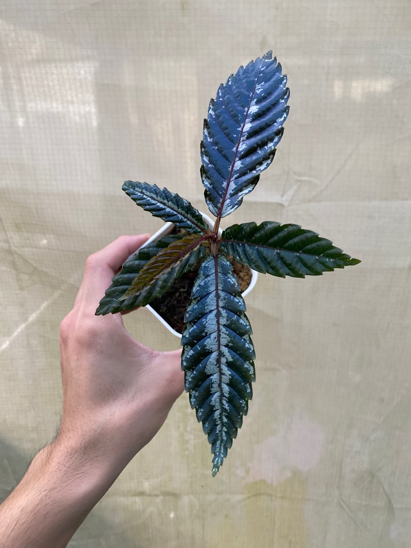 Leea Zippeliana sp Papua, Furniture & Home Living, Gardening, Plants ...