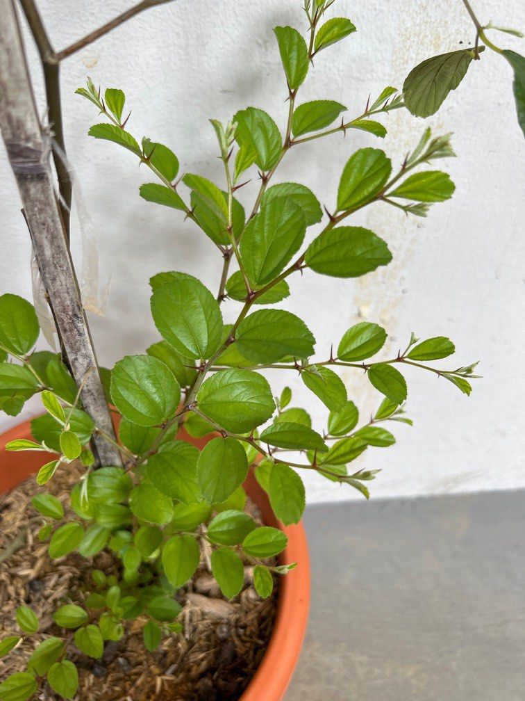 Pokok Bidara 2in1 (Pot C), Furniture & Home Living, Gardening, Plants ...