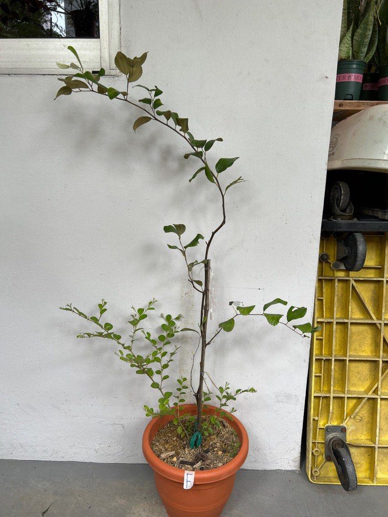 Pokok Bidara 2in1 (Pot F), Furniture & Home Living, Gardening, Plants ...