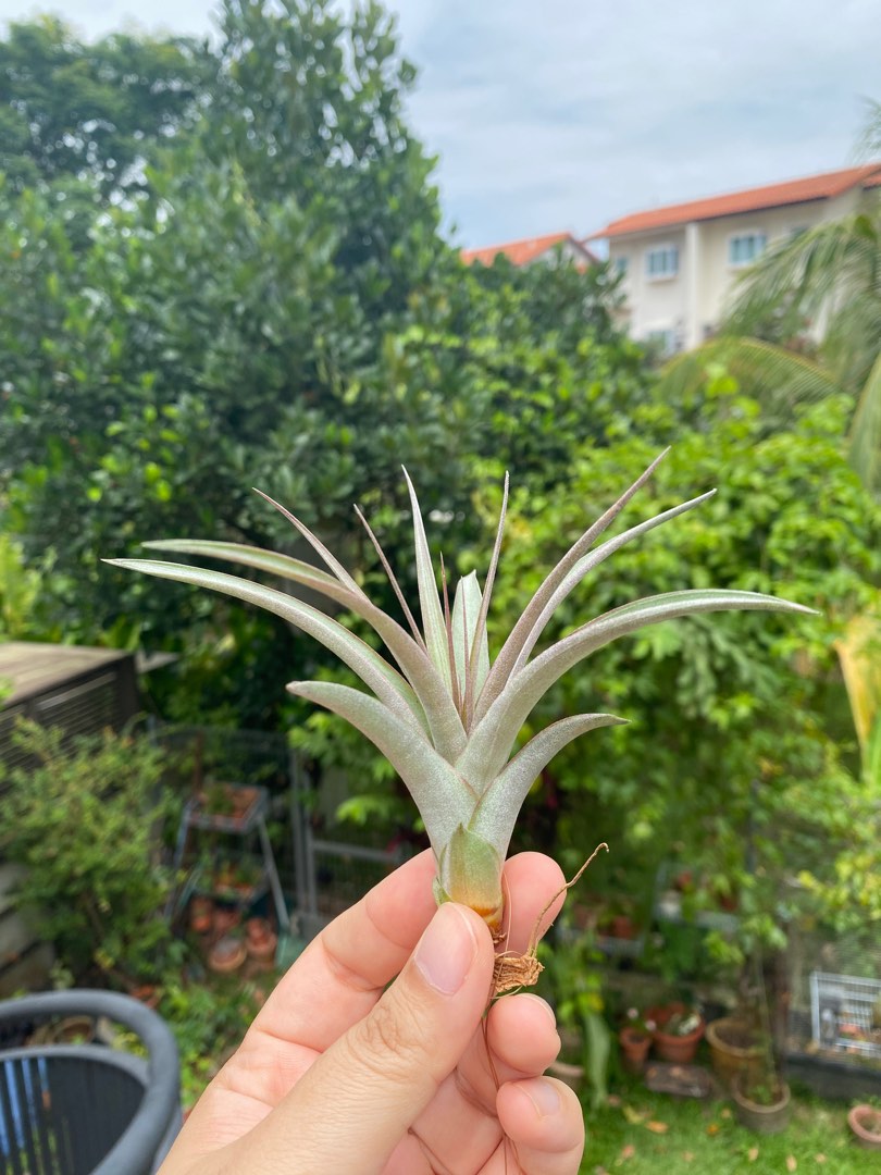 T. Jackie Loinaz (Tillandsia - Airplants), Furniture & Home Living ...