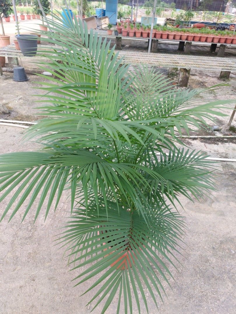 Tall Java Palm (130 cm), Furniture & Home Living, Gardening, Plants ...