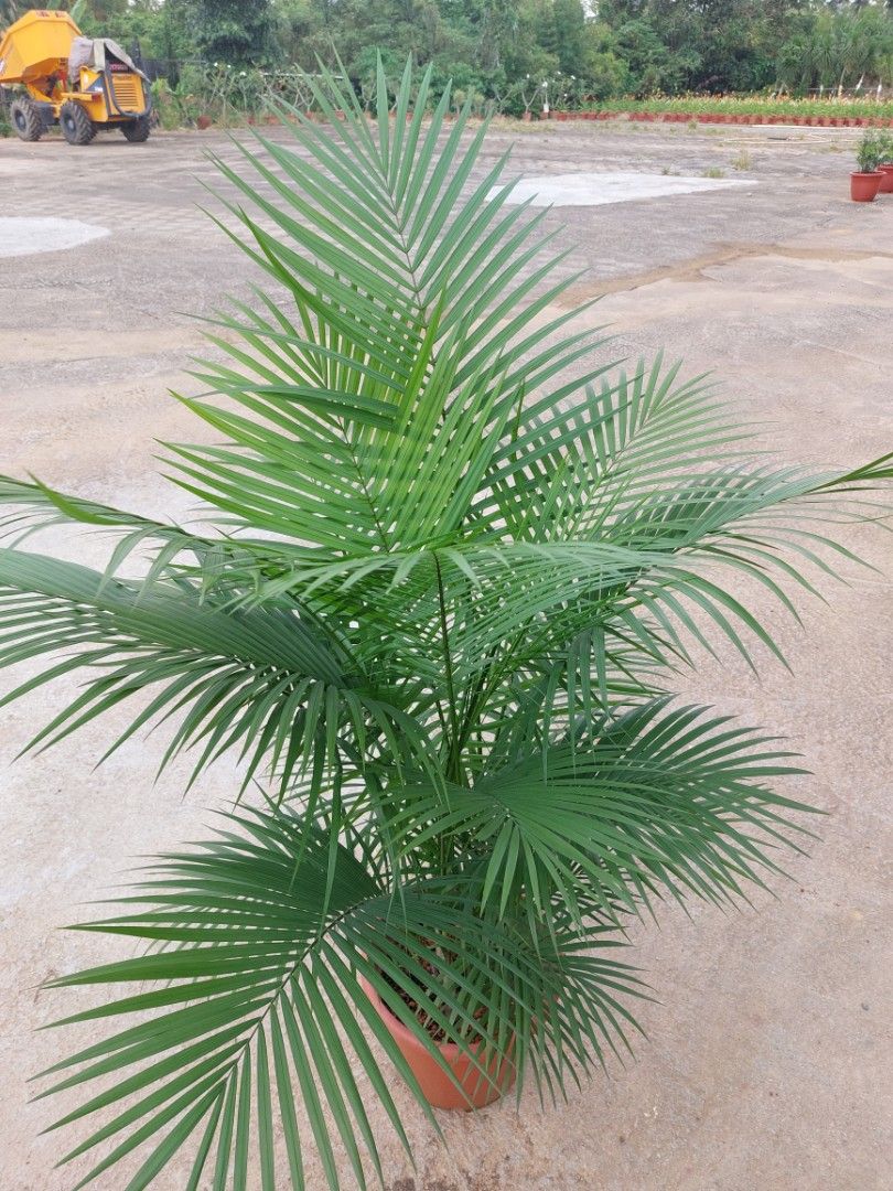 Tall Java Palm (130 cm), Furniture & Home Living, Gardening, Plants ...