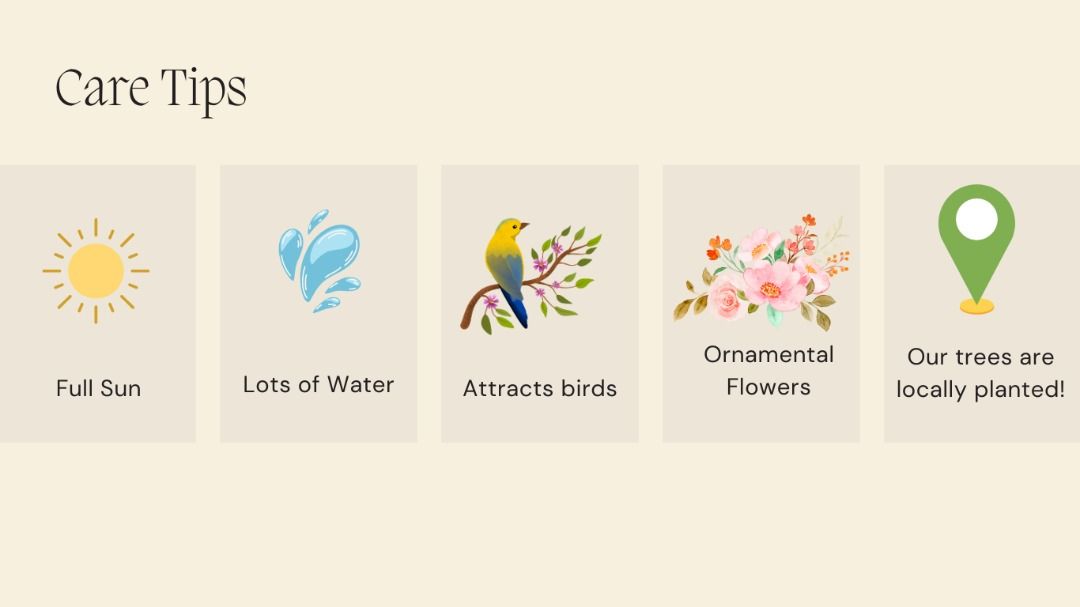 Tarenna Fragrans Tree, Furniture & Home Living, Gardening, Plants ...