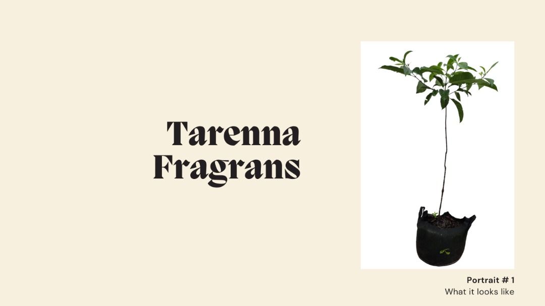 Tarenna Fragrans Tree, Furniture & Home Living, Gardening, Plants ...