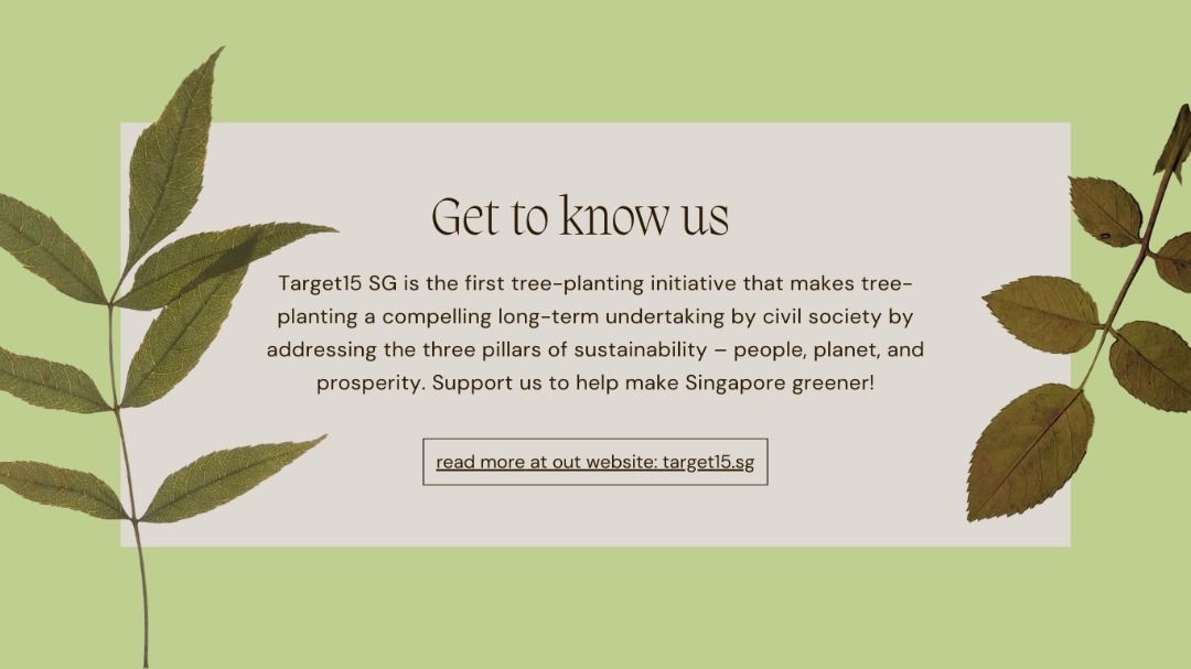 Tarenna Fragrans Tree, Furniture & Home Living, Gardening, Plants ...