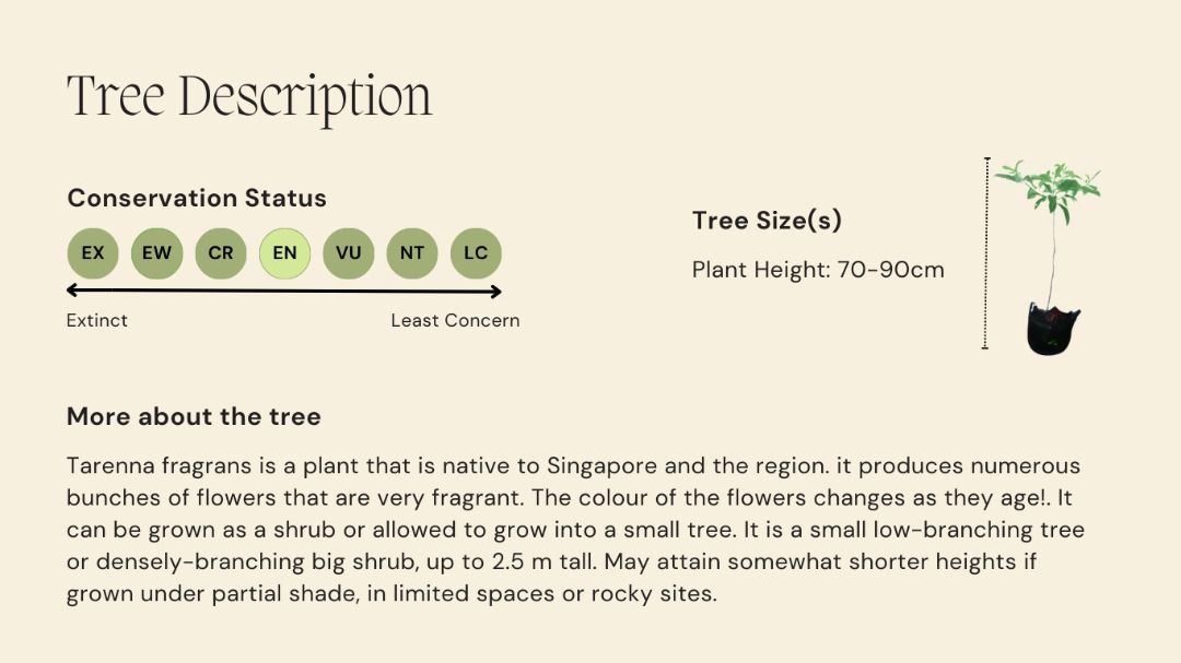 Tarenna Fragrans Tree, Furniture & Home Living, Gardening, Plants ...
