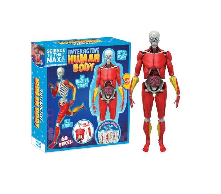 TP- Science to the Max Interactive Human Body, Hobbies & Toys, Toys ...