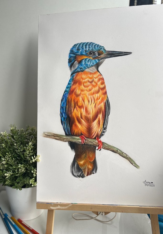 Original Colour Pencil Art ~ Kingfisher, Hobbies & Toys, Stationery ...