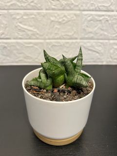 Sansevieria Boncel dwarf / mini / baby, Furniture & Home Living ...