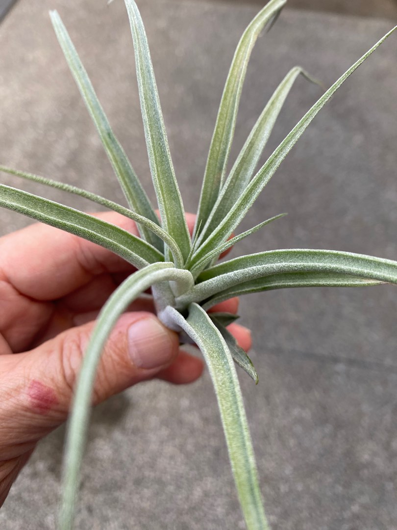 Tillandsia Airplant CYC #045, Furniture & Home Living, Gardening ...