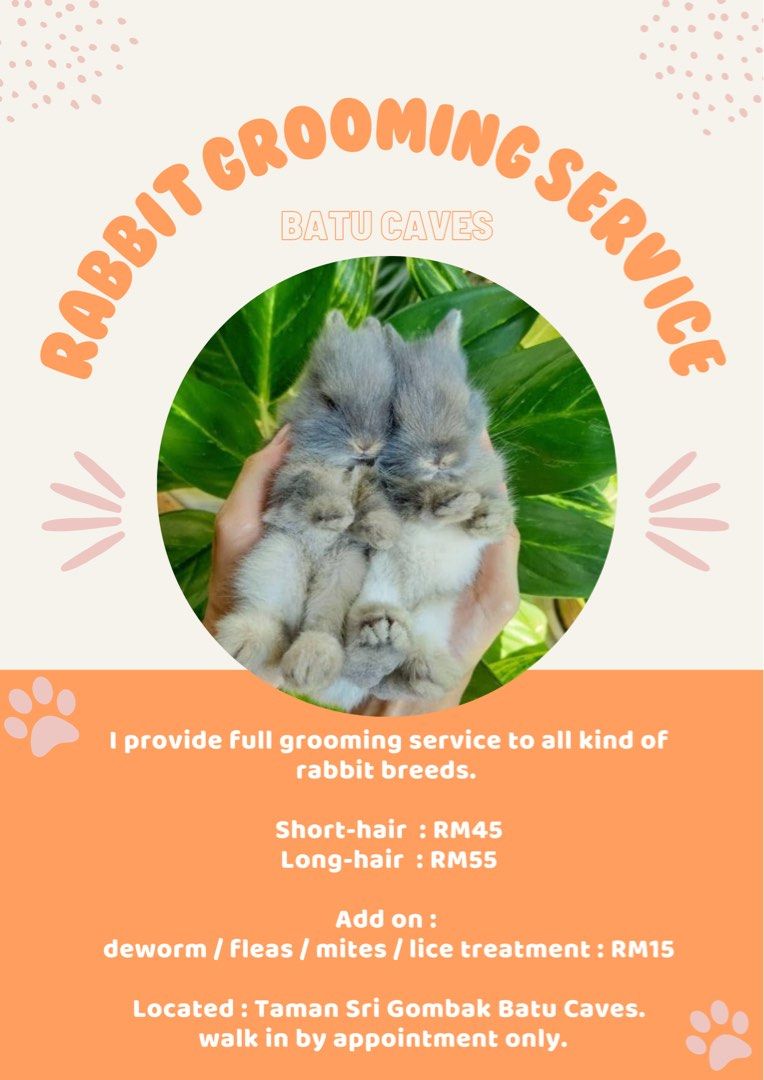 Arnab/Rabbit Grooming Service., Services, Others on Carousell