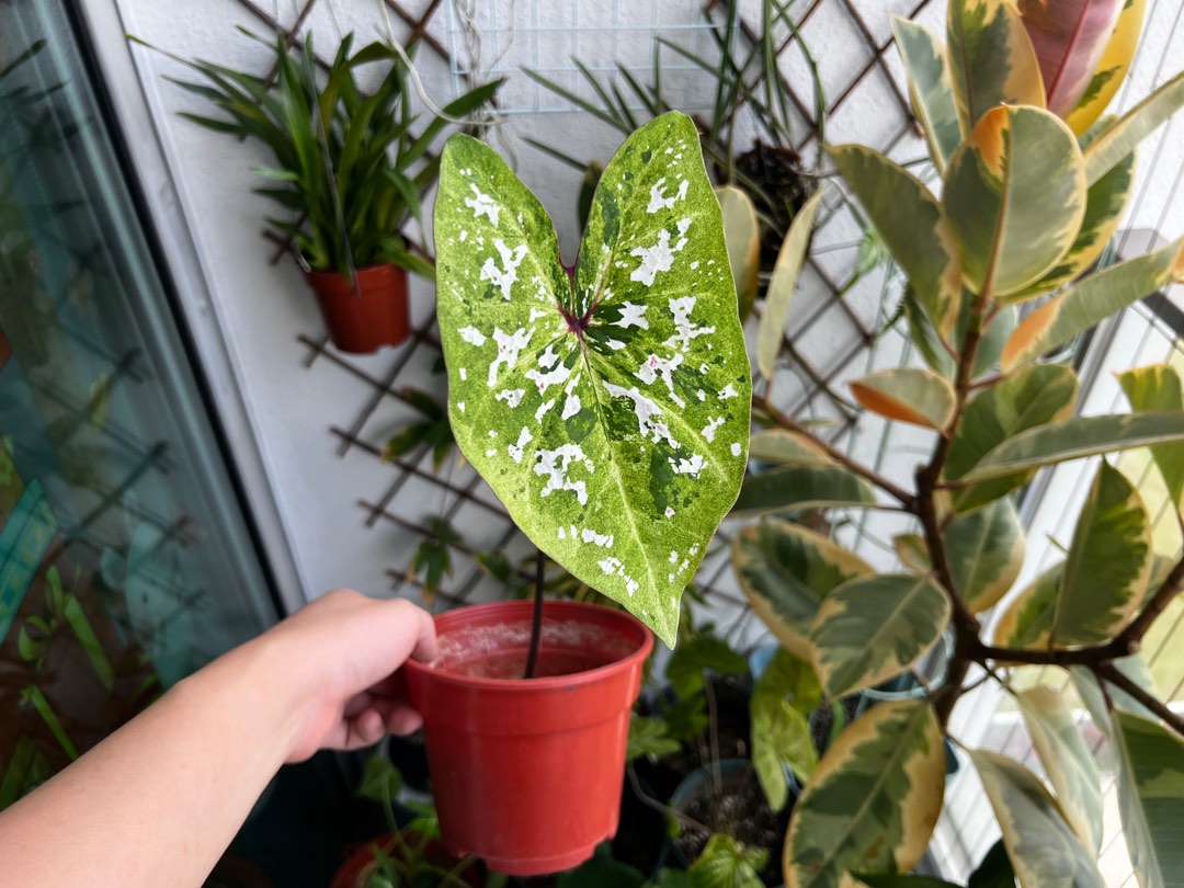 Caladium raspberry moon, Furniture & Home Living, Gardening, Plants ...