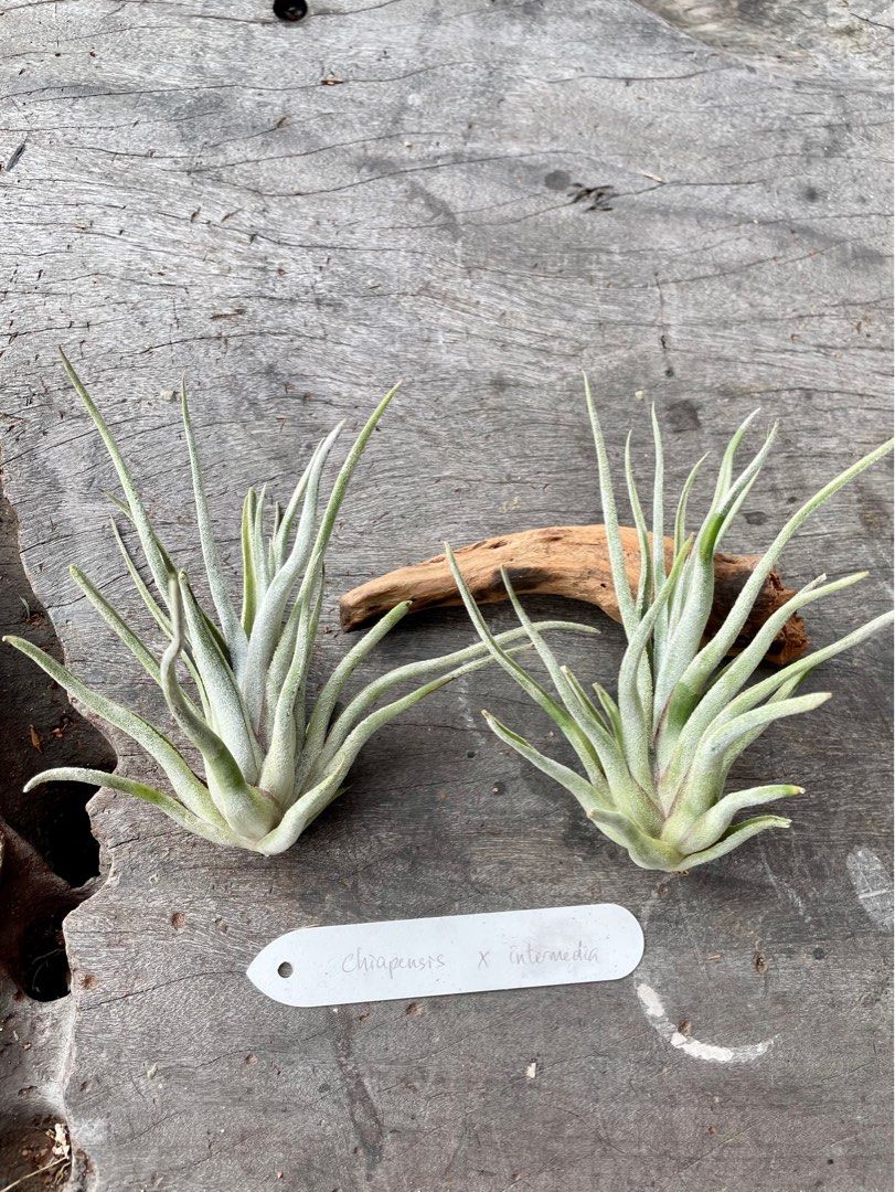 Chiapensis x intermedia ,Airplant Tillandsia, Furniture & Home Living ...