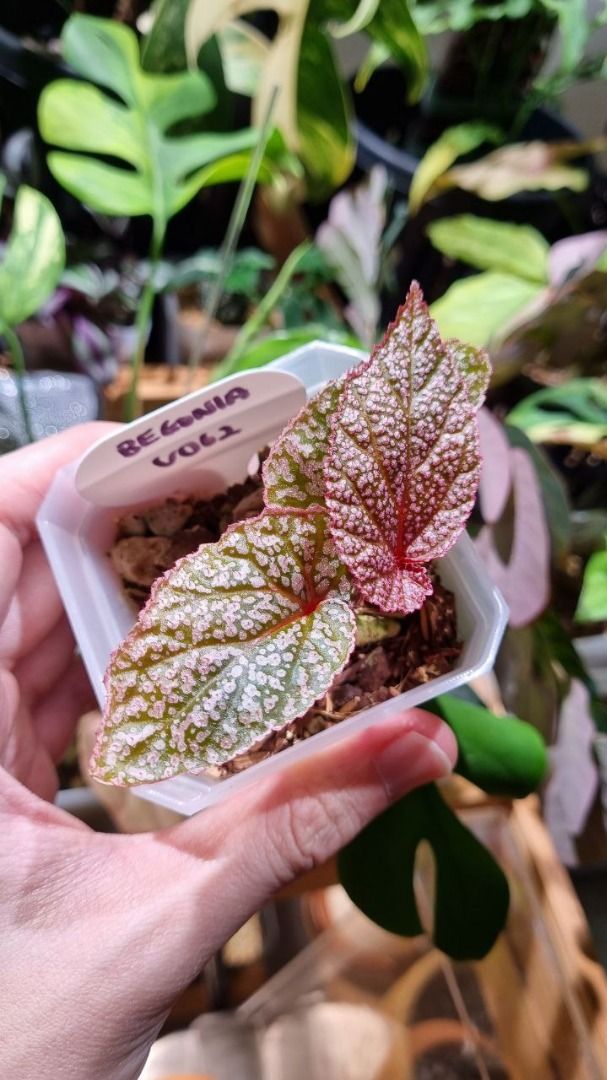 [COMBO] Monstera Adansonii 'Indo Cloud' + Begonia U062 + Syngonium ...