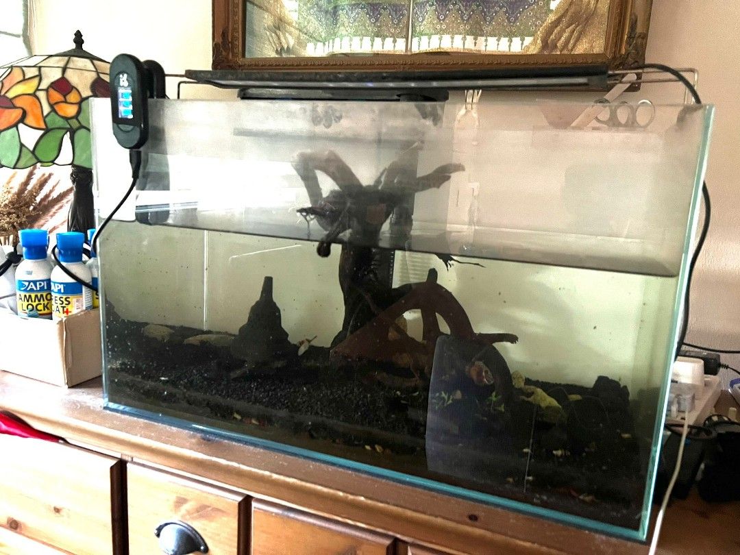 Fish tank, Pet Supplies, Homes & Other Pet Accessories on Carousell